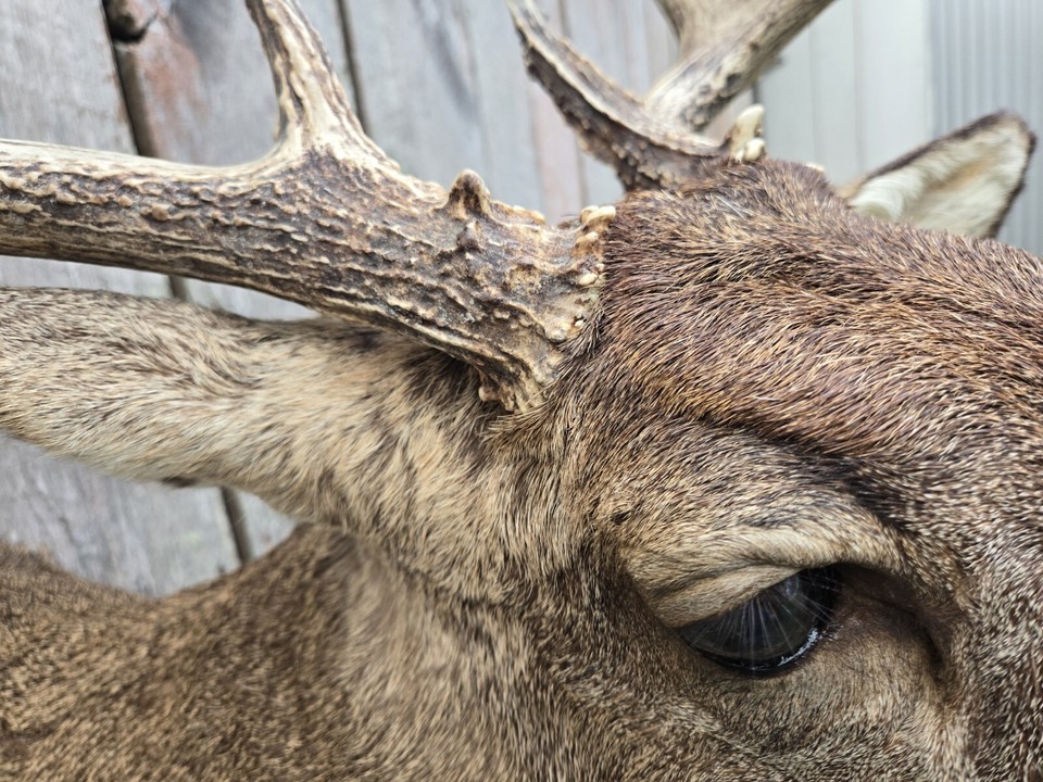 Beautiful 160" Whitetail Deer Shoulder Mount Antlers Buck Taxidermy ...