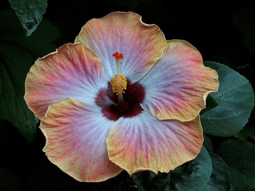 RUM RUNNER Tropical Hibiscus -- Plant in 4.5" pot * | eBay