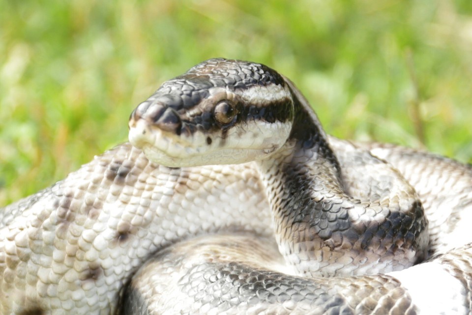 Ball Python Garden Statue Snake Yard Flowerbed Decor | eBay