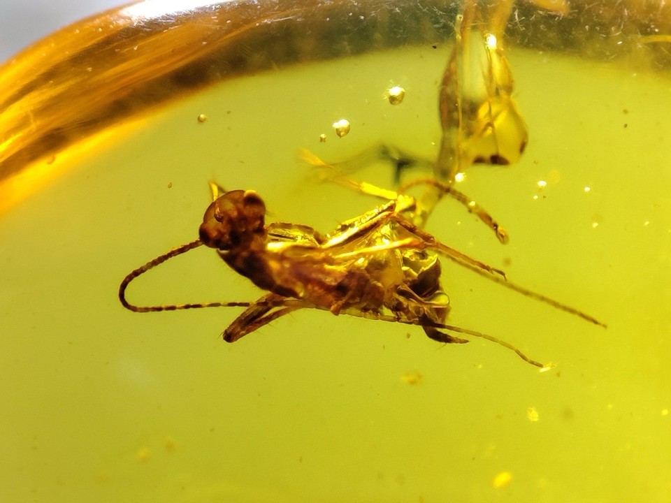 Fossil amber Insect Burmese burmite Cretaceous insect Myanmar | eBay