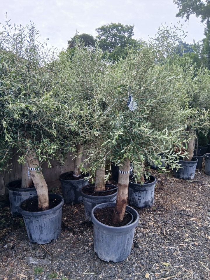 Olive Tree Standard Lollipop Approx 6ft+ Tall 45L UK Hardy EXTRA LARGE ...