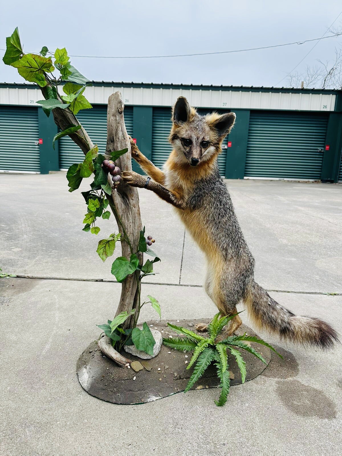 Grey Fox Taxidermy Full Body Mount Cabin Camp Man Cave Home Decor | eBay
