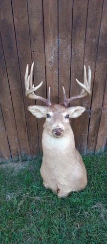 Whitetail 11 Point Shoulder Mount Antler Horn Deer Taxidermy Man Cave ...