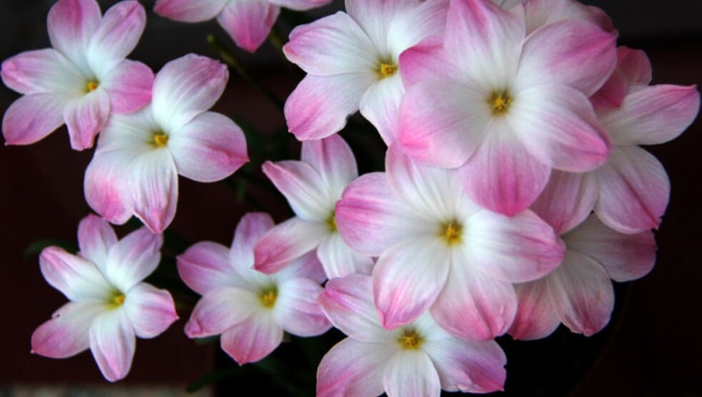 5 BULB LILY PIE RAIN LILY ZEPHYRANTHES ROSEA .FLOWERING SIZE. | eBay