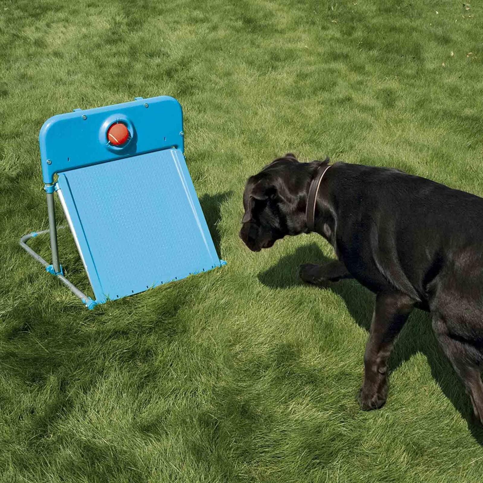 Rosewood Dog Flyball Set | eBay UK