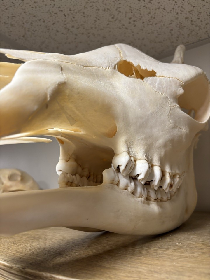 Massive Real Authentic Giraffe Skull Taxidermy Cabin Decor African ...