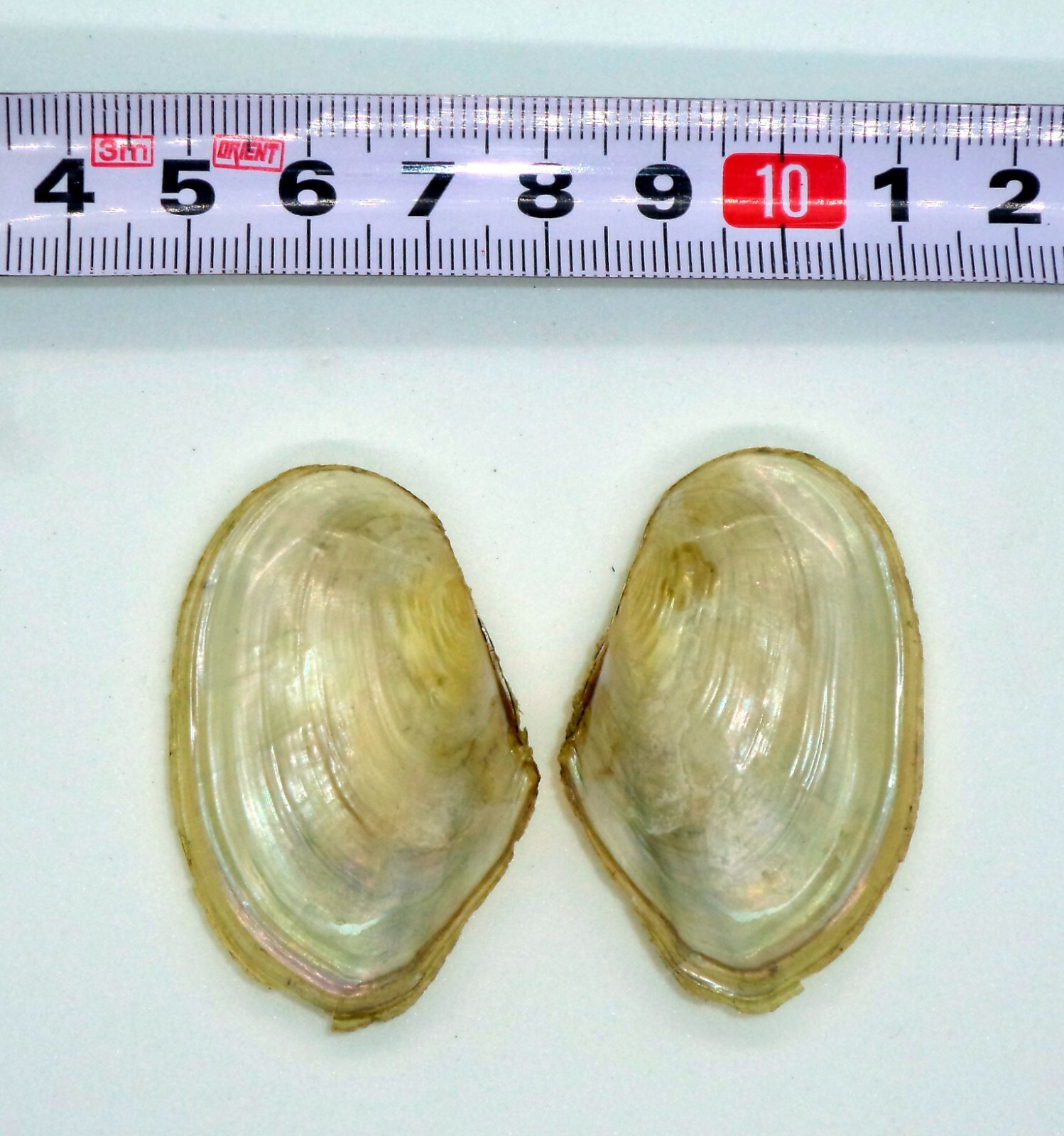 Endemic Bivalvia from Lake Prespa in Albania. Freshwater Shell Mussel ...