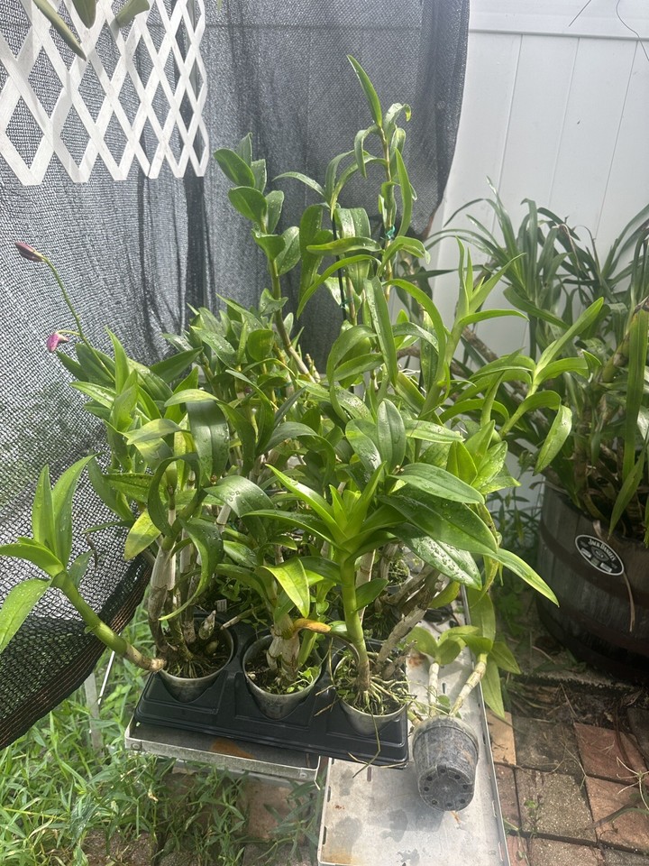 TEN PLANTS! Lot Of 10 Dendrobium Orchids Instant Collection Shipped ...