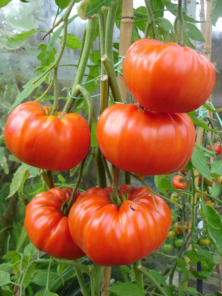 Indian Tomato Tree
