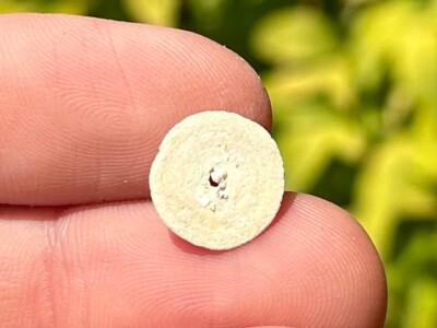 Other - Fossil Foraminifera