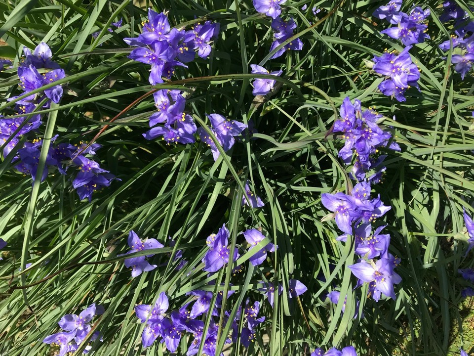 100 Spiderwort Tradescantia Plant Rhizomes Bulbs Perennial Purple ...