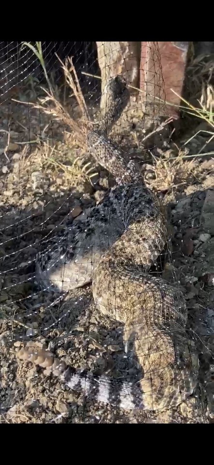 Eve'S Revenge Snake Snares Animal Barriers 100' Snake Trap + Fence ...