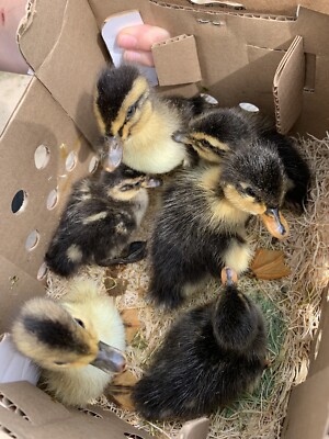 6 Fertile Duck Hatching Eggs Barnyard Mix | eBay
