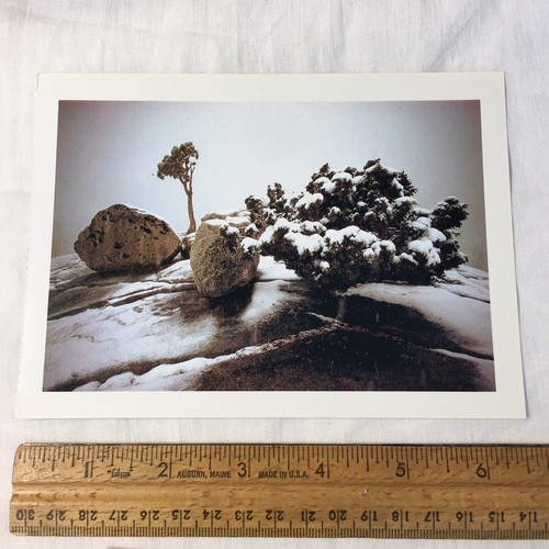 Postcard Yosemite National Park Olmsted Point Jeffrey Pine Juniper ...