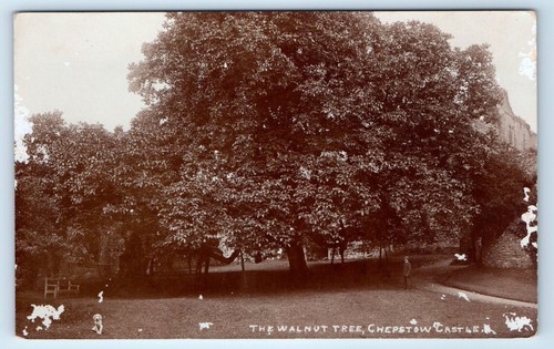 RPPC Chepstow Castle - The Walnut Tree WALES UK Postcard | eBay