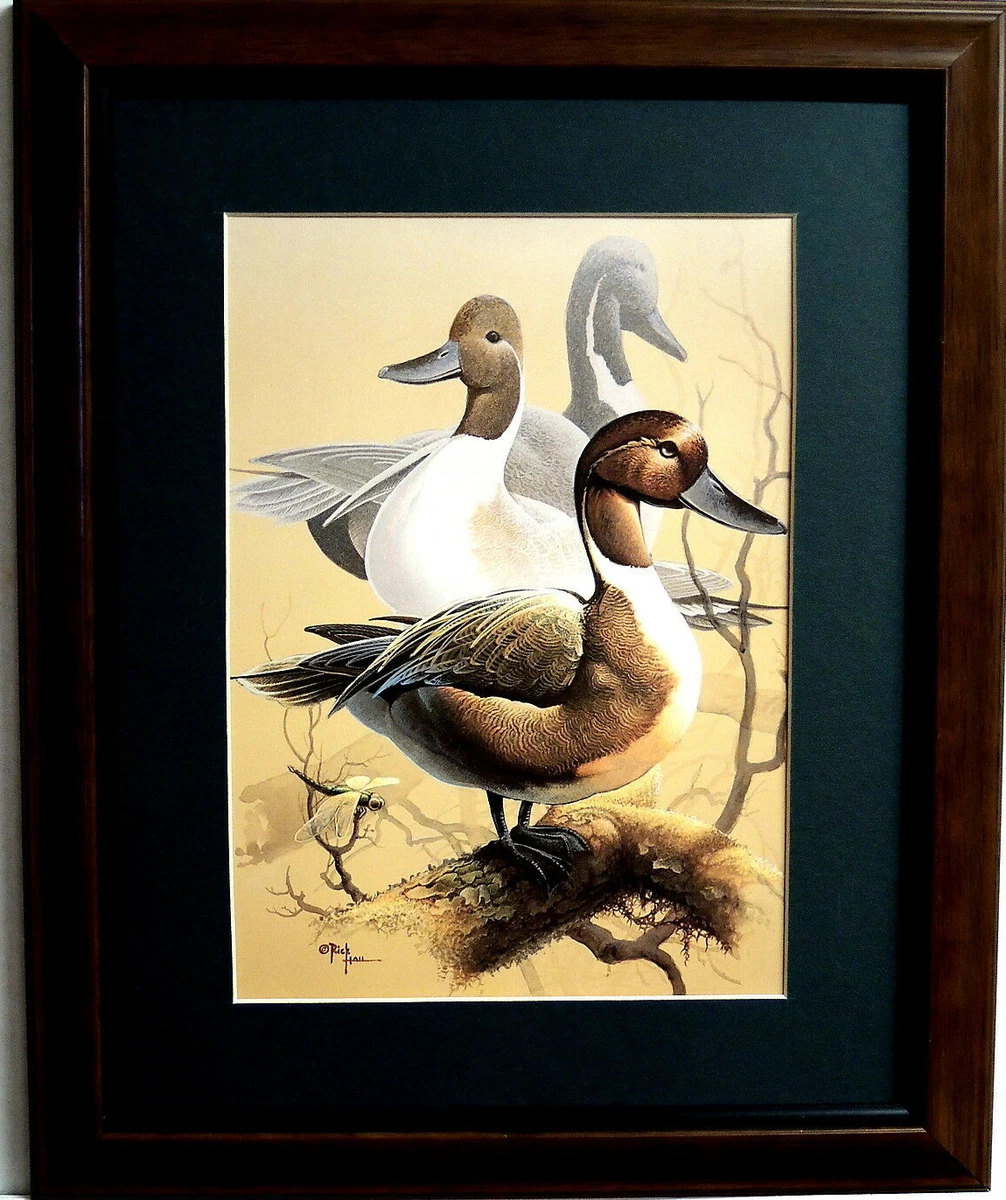 Pintail Duck Paintings