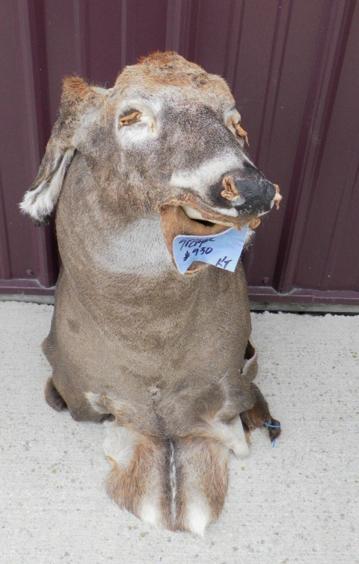 20 to 21" sept shorthair short seam whitetail Deer Cape Wet Tan ...