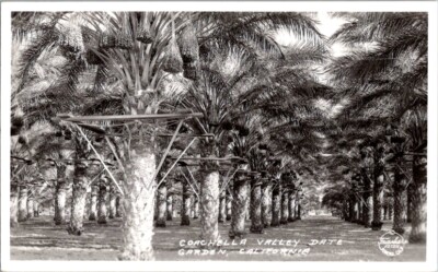 RPPC Postcard Coachella Valley Date Garden CA California c.1925-1942 J ...