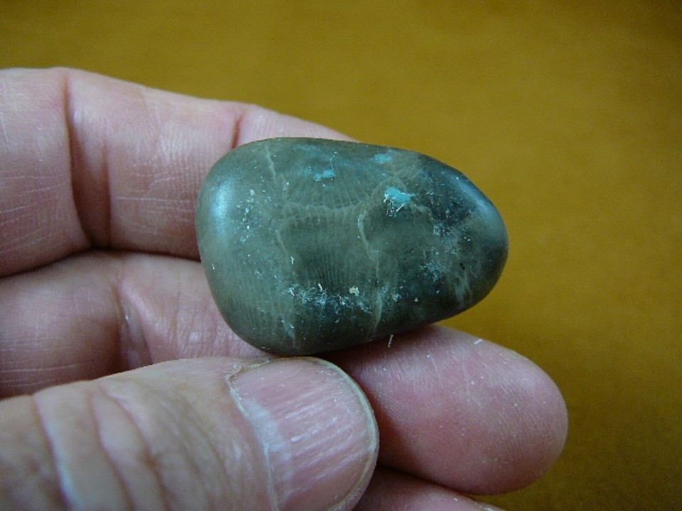 (F830-40) 1-1/4" polished Petoskey stone ANCIENT coral specimen MI ...