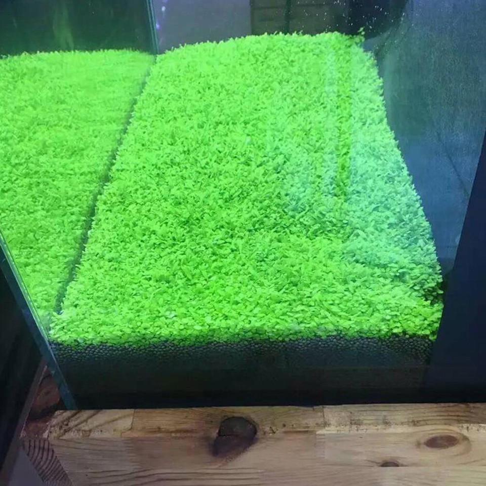 Aquarium Plant Grass Seeds Carpet Landscape Aquatic Water Fish Tank ...