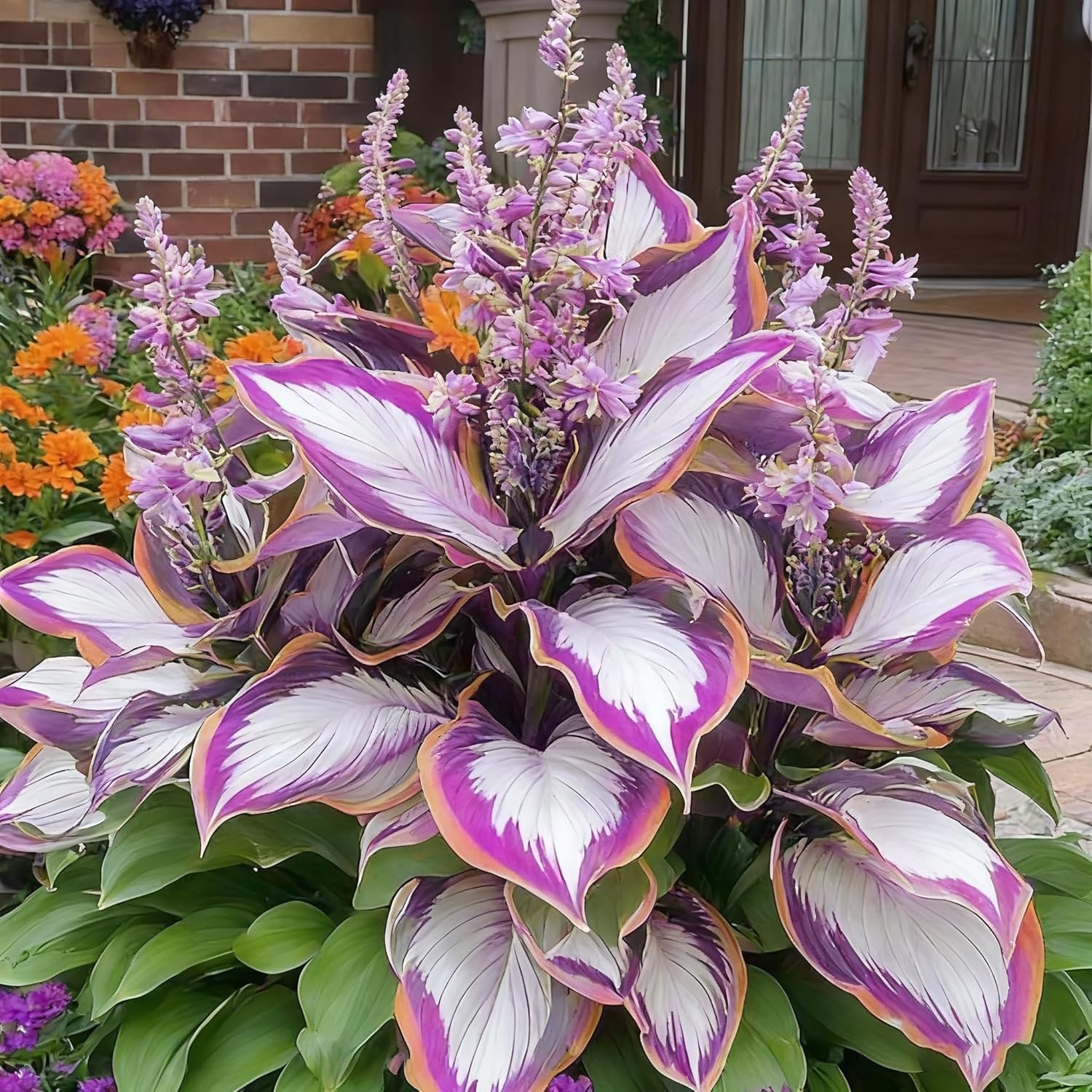 Hosta Seeds - 300+ Mixed Color Perennial Hosta Seed - Perennial Plants ...