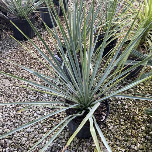 Plant Yucca rigida - 3 gallon - bare root. | eBay