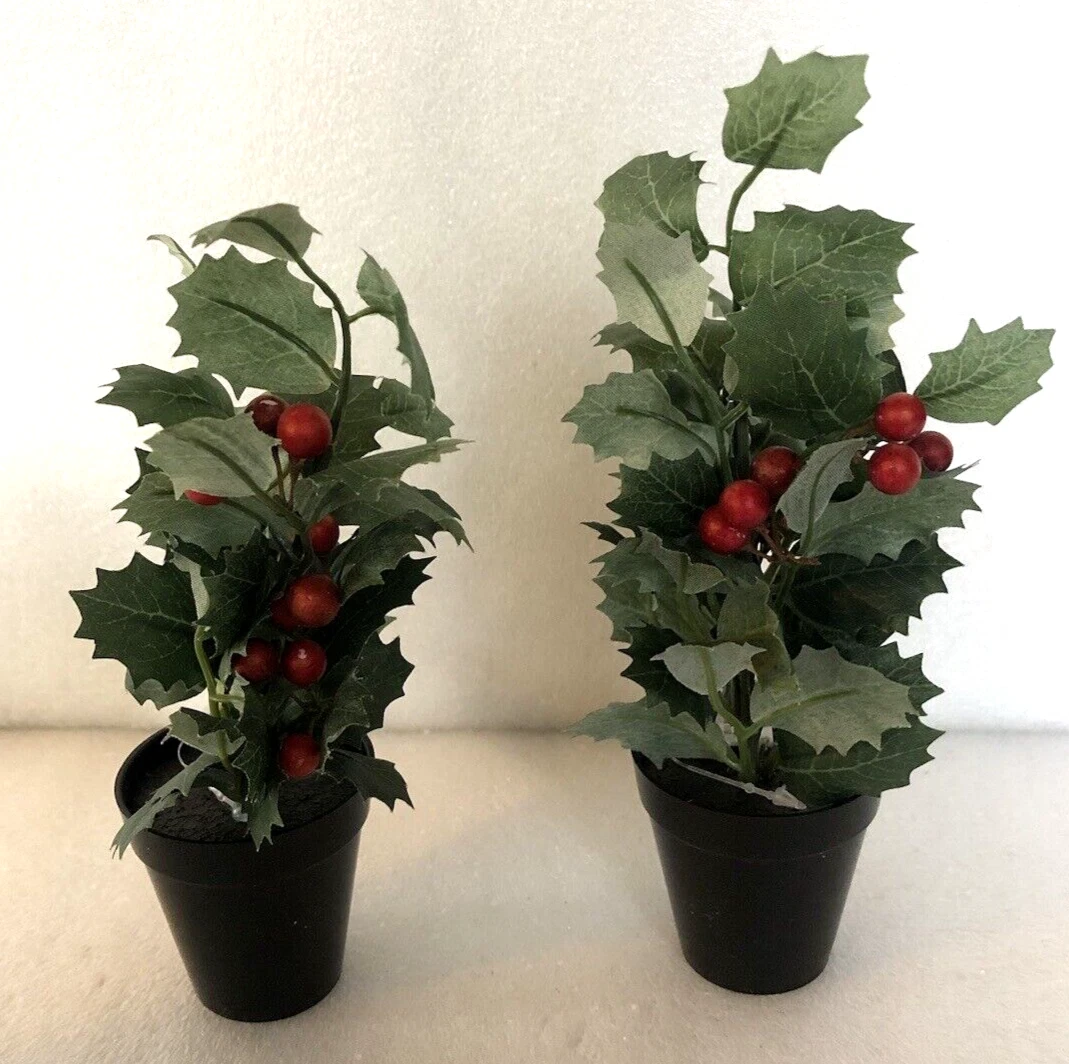 Christmas Holly Plant