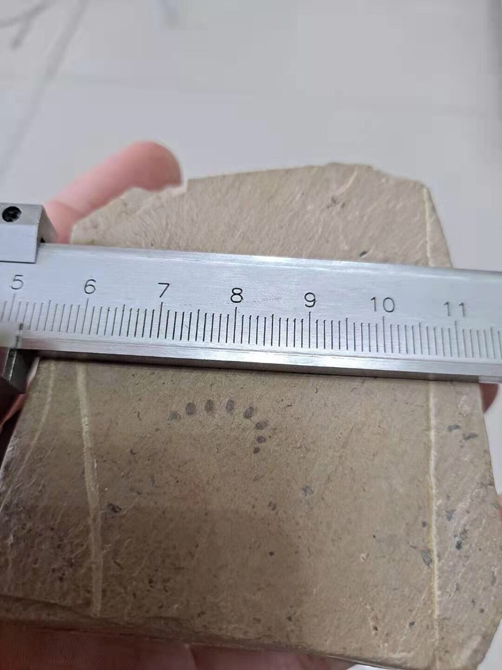 Very rare fossils of Microdictyon | eBay