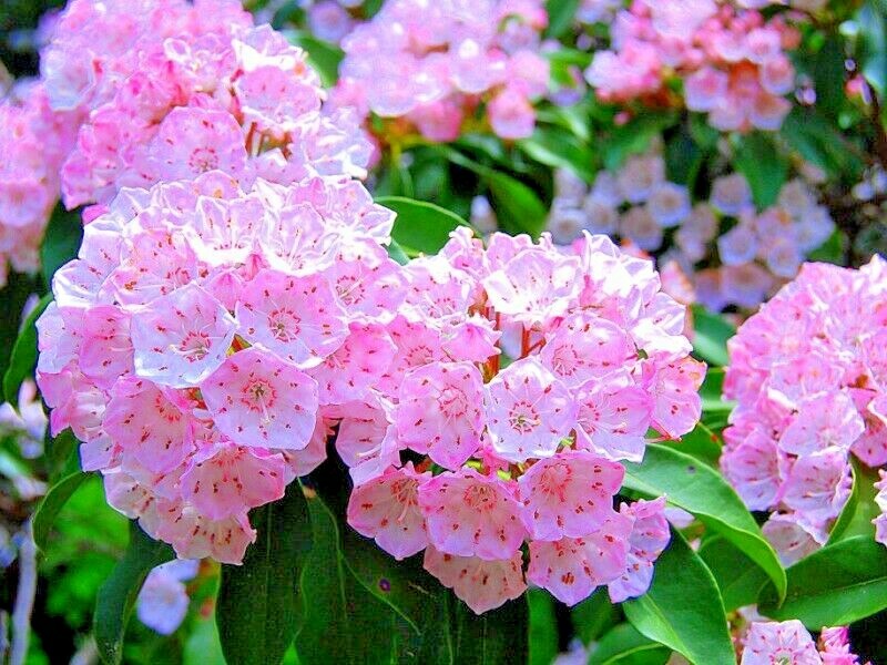 Kalmia Latifolia Leaves