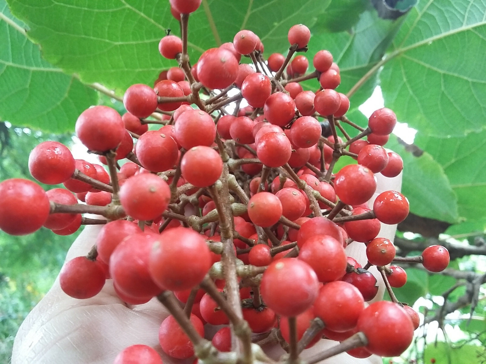 IDESIA POLYCARPA, Chinese Wonder Tree, rare edible, scented, showy ...