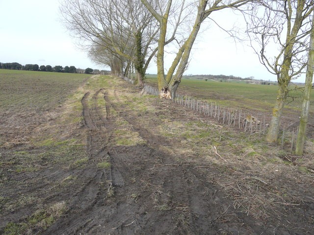 Photo A2 Newly-planted hedge Knowlton/TR2853 Identified by the line of ...
