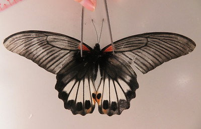PA13464. Insects, butterflies: Papilio sp. Vietnam. Nghe An | eBay