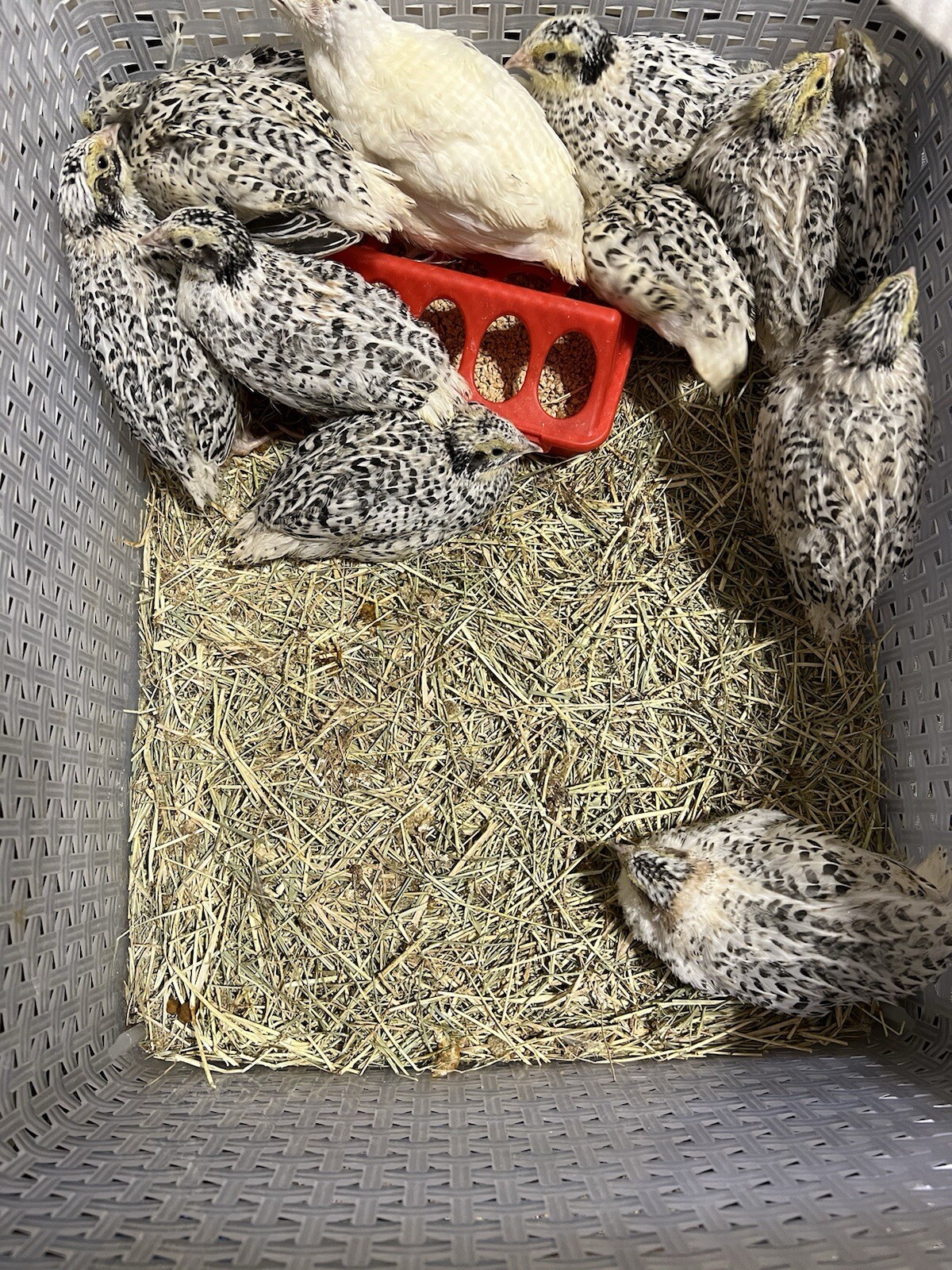 20 + Hatching Eggs 10 +Pearl Fee and 10 + Pearl Pansy Fee Coturnix ...