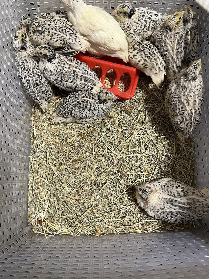 20 + Hatching Eggs 10 +Pearl Fee and 10 + Pearl Pansy Fee Coturnix ...