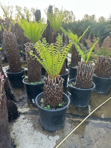 3 Ft Trunk Dicksonia Antarctica Premium Quality Tree Fern hardy | eBay UK