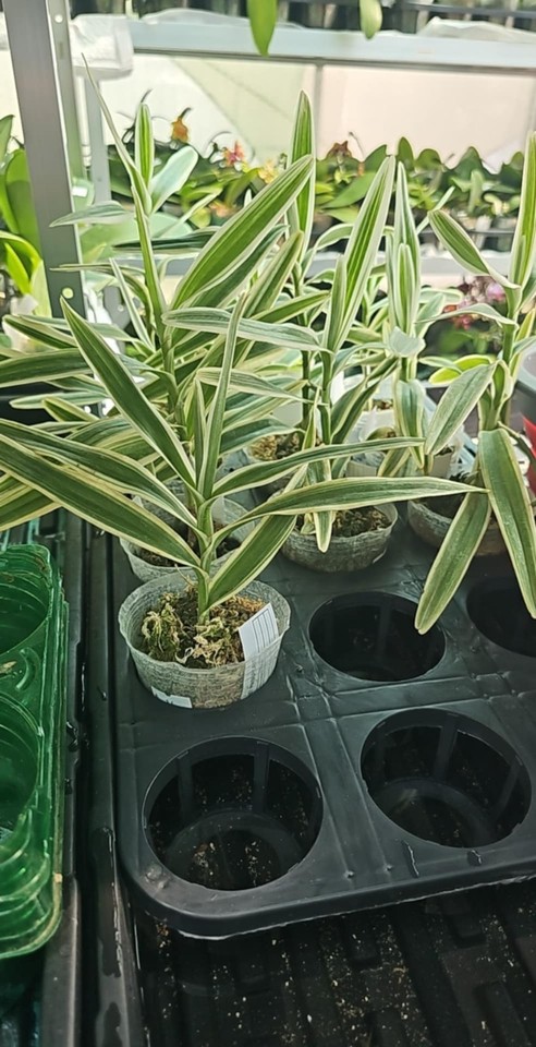 Arachnis Maggie Oei (variegated) 'Scorpion Orchid' Orchid Plant | eBay UK