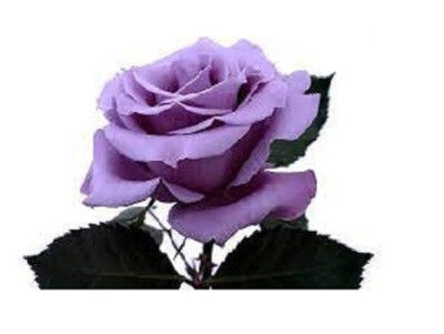 Blue Rose ‘Applause’ - 5 semi/green stem cuttings- rare and limited | eBay