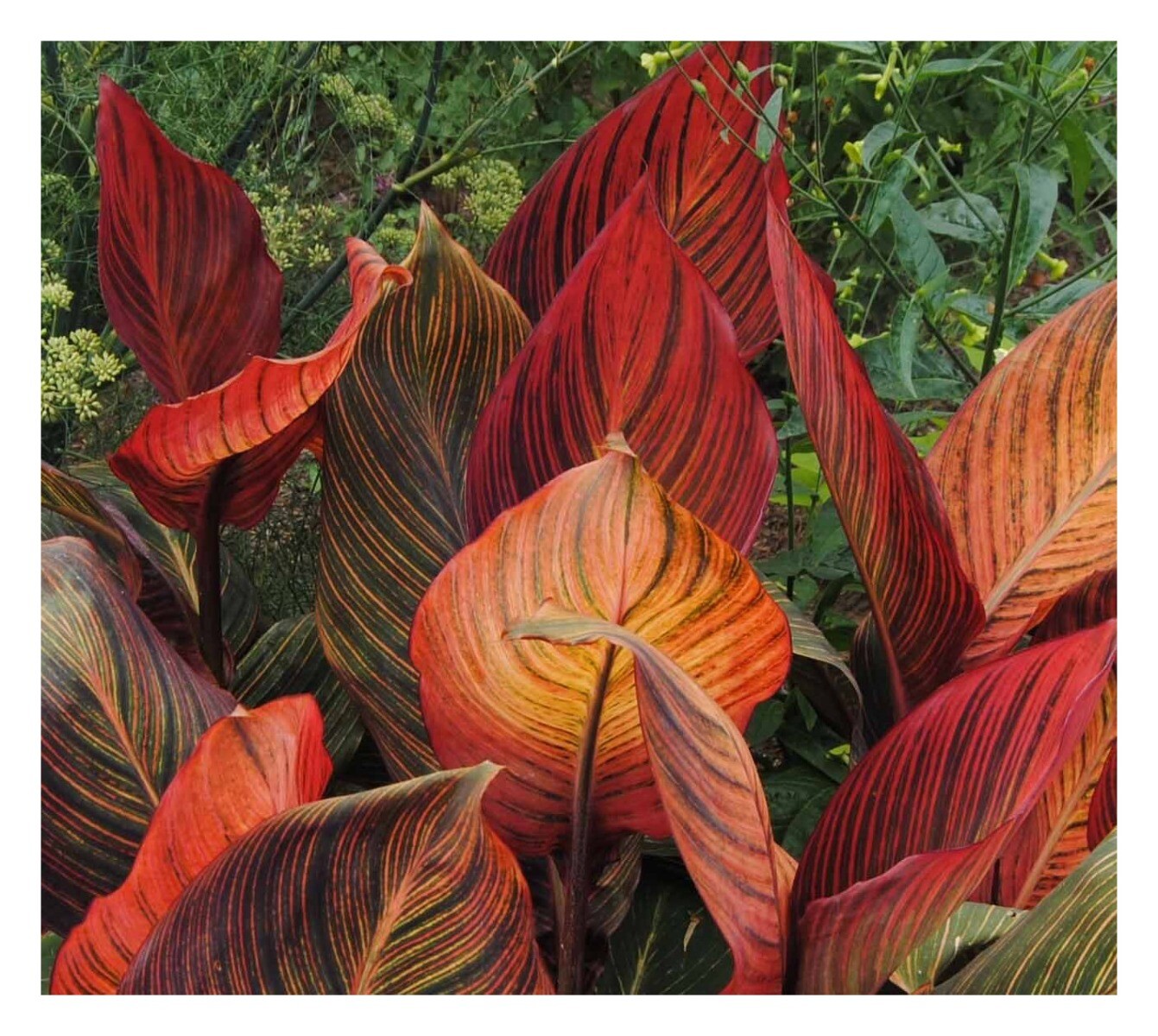 Canna Tropicanna-Canna Lily- plant in 2 L pot | eBay