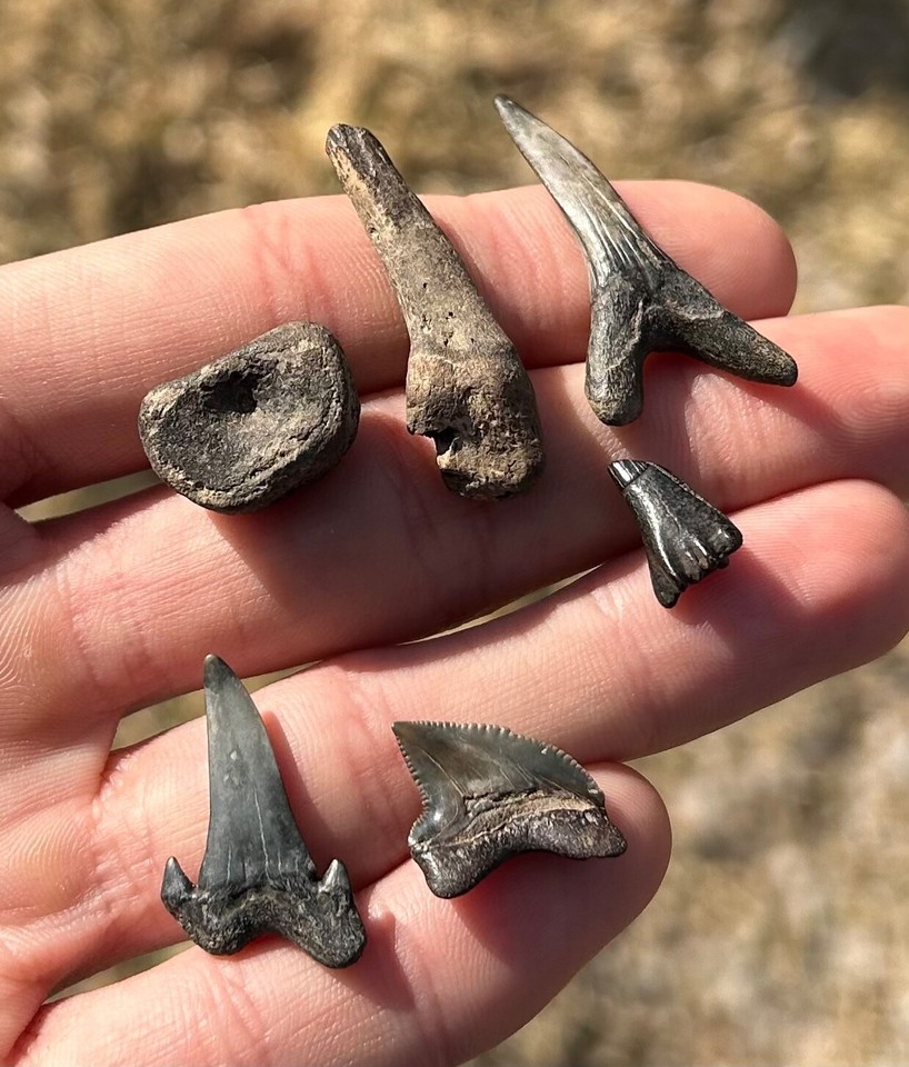 Mississippi Fossil Collection Sharks Teeth Enchodus etc Cretaceous ...