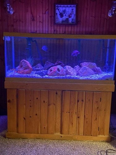 75 gallon fish tank aquarium with wooden base in excellent working ...