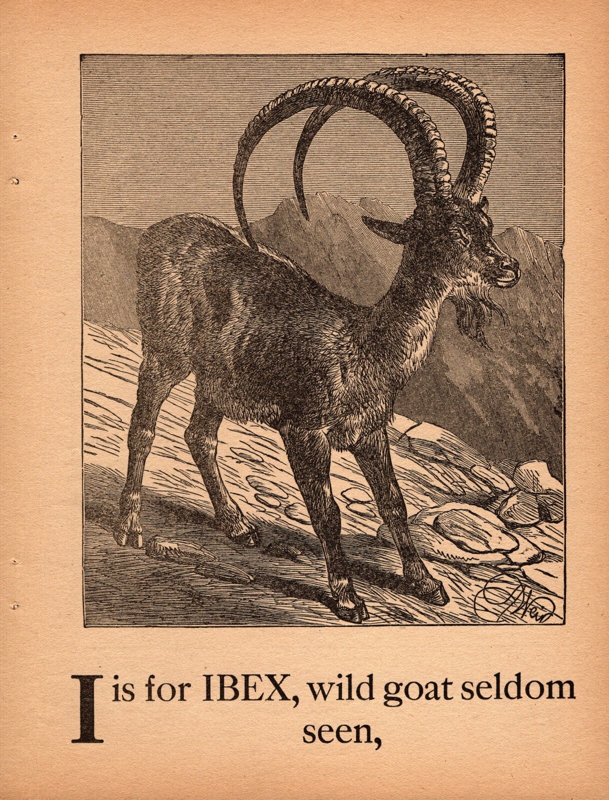 Antique ABC Letter I Print c1900 Ibex Alphabet Print Art Illustration ...