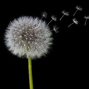 Wishful Thrifting | eBay Stores