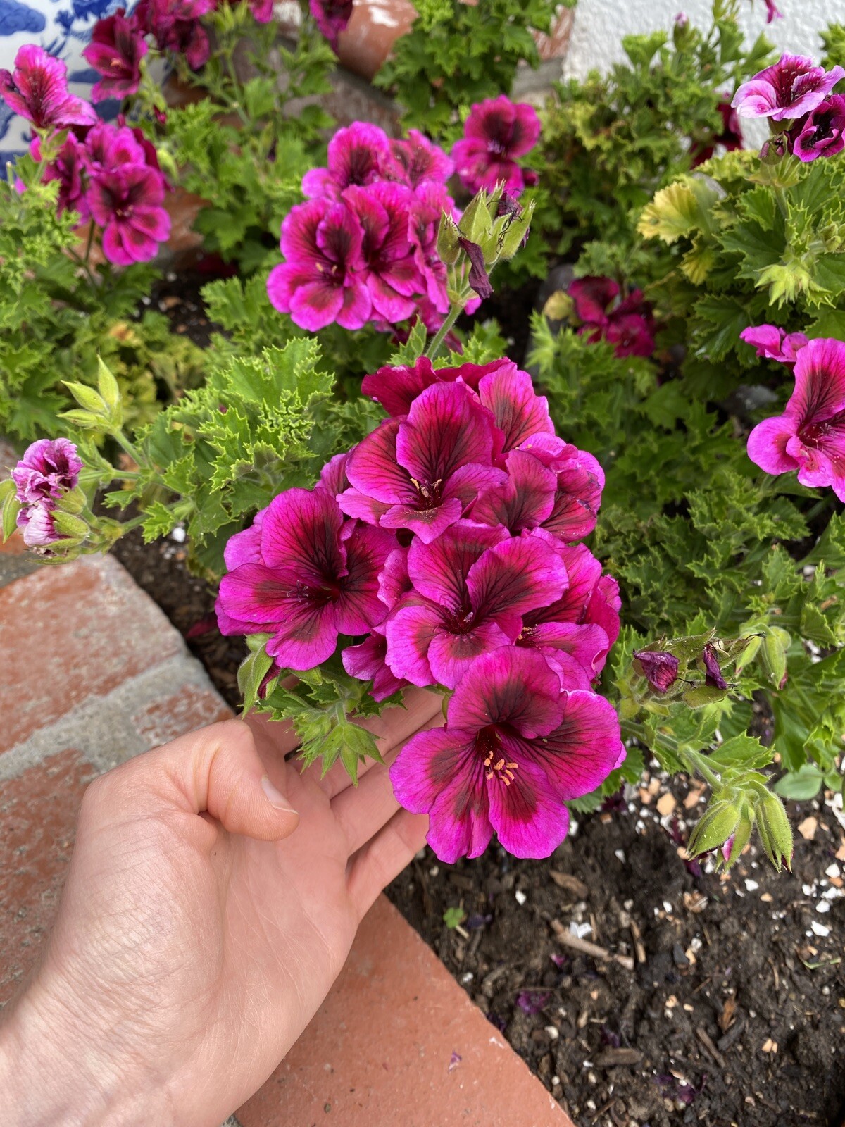 Very Unique Geranium Purple Pelargonium Geranium 9’’ Rooted Live Plant ...