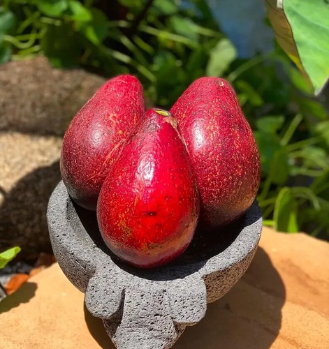 Red Avocado Live Tree (Persea americana) 10in–1ft – Sweet Rare Variety ...