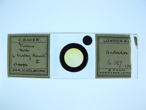 Antique microscope slide by Eduard Thum. Diatom strew from Chalk ...