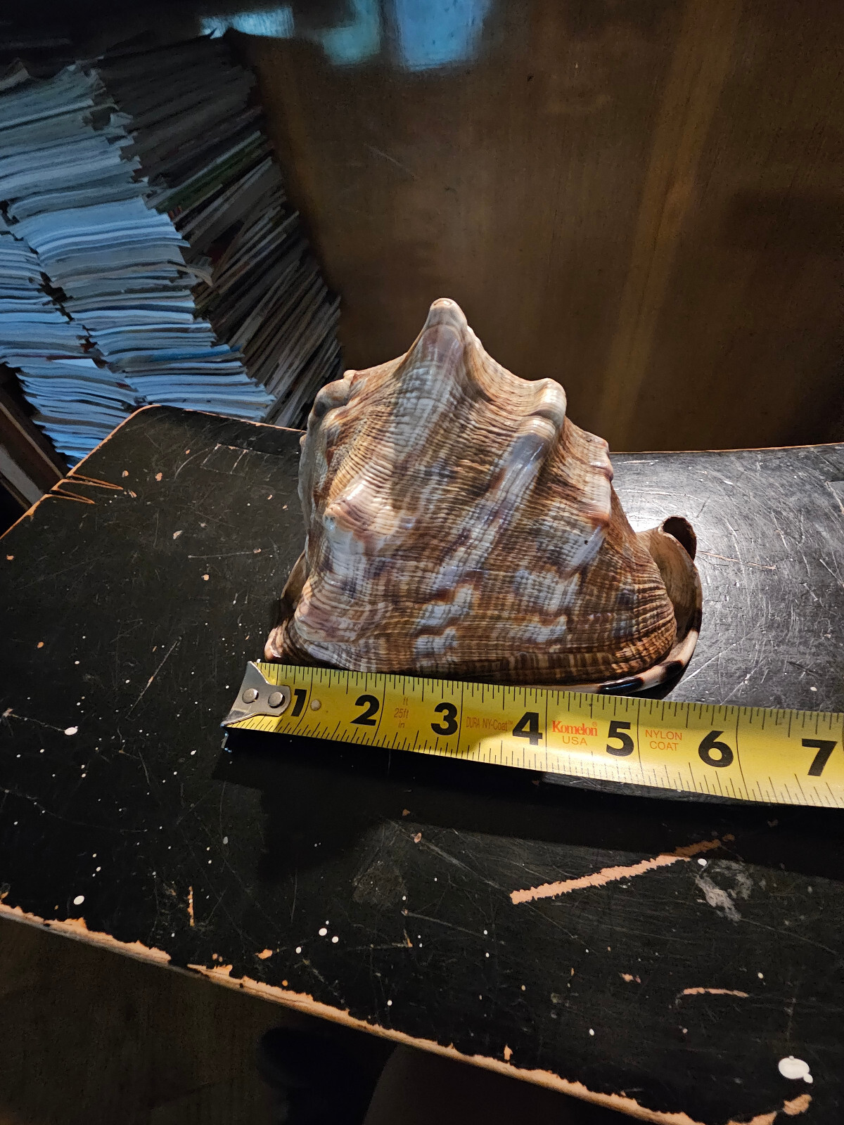 Tiger Striped Horned King Helmet Conch Sea Shell | eBay