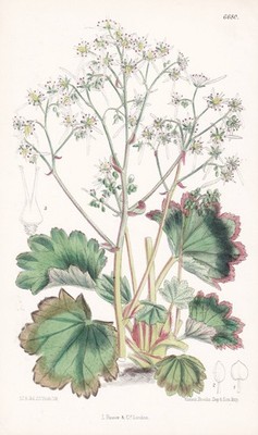 Saxifraga cortusifolia Japan Botanik flower botany Lithographie Curtis ...