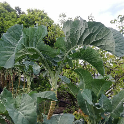 KALE: Walking Stick 150 Seeds - ORGANIC TASSIE GROWN HEIRLOOM VEGETABLE ...