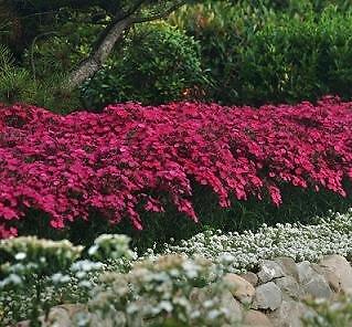 Dianthus Deltoides Red 100 Seeds - ground cover, perennial, evergreen ...