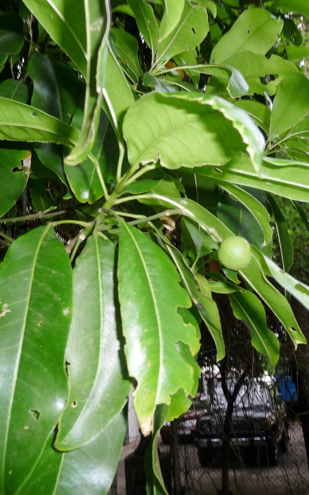 Claw Flowered Laurel Ankenda Acronychia pedunculata Muttanari Leaves ...